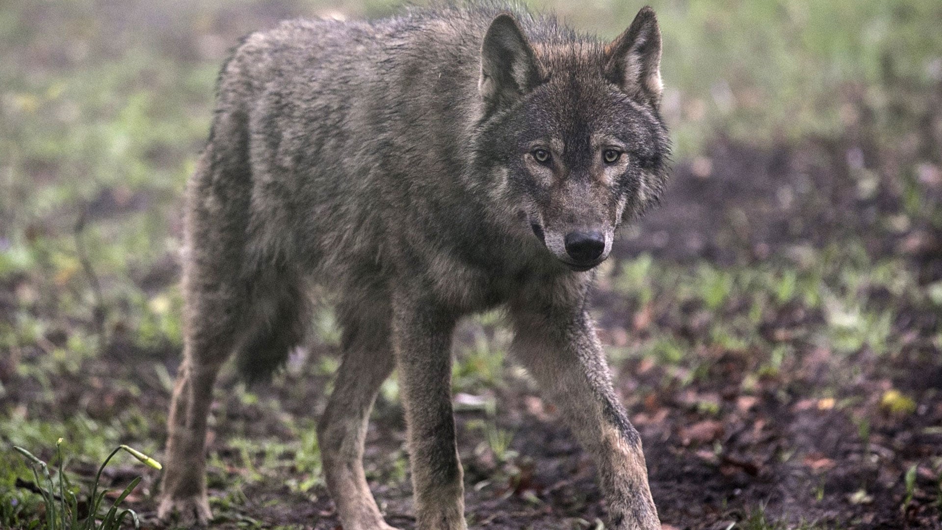 Contare i lupi | Scienza | Rai Cultura