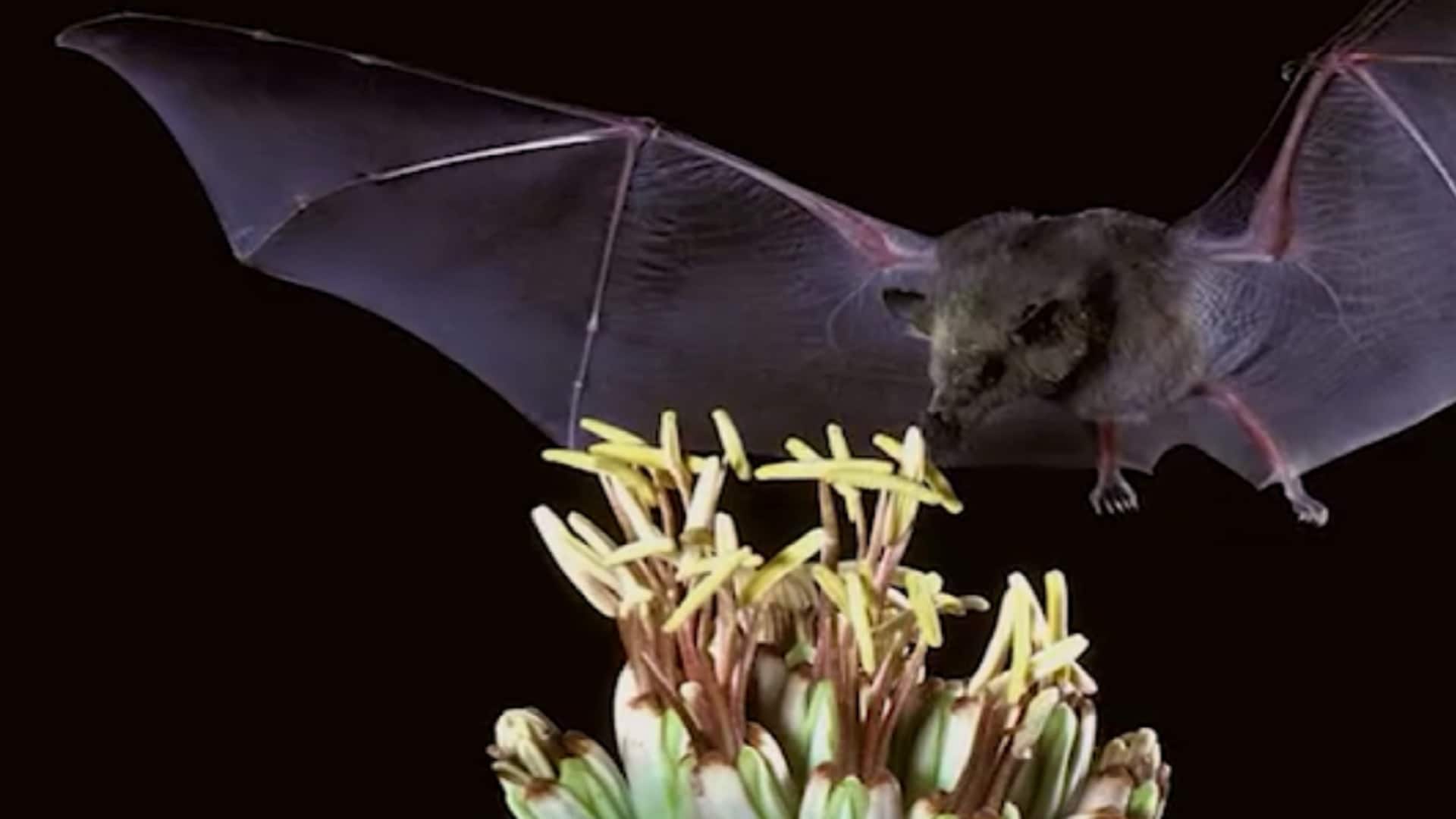 La biomimetica | Scienza | Rai Cultura