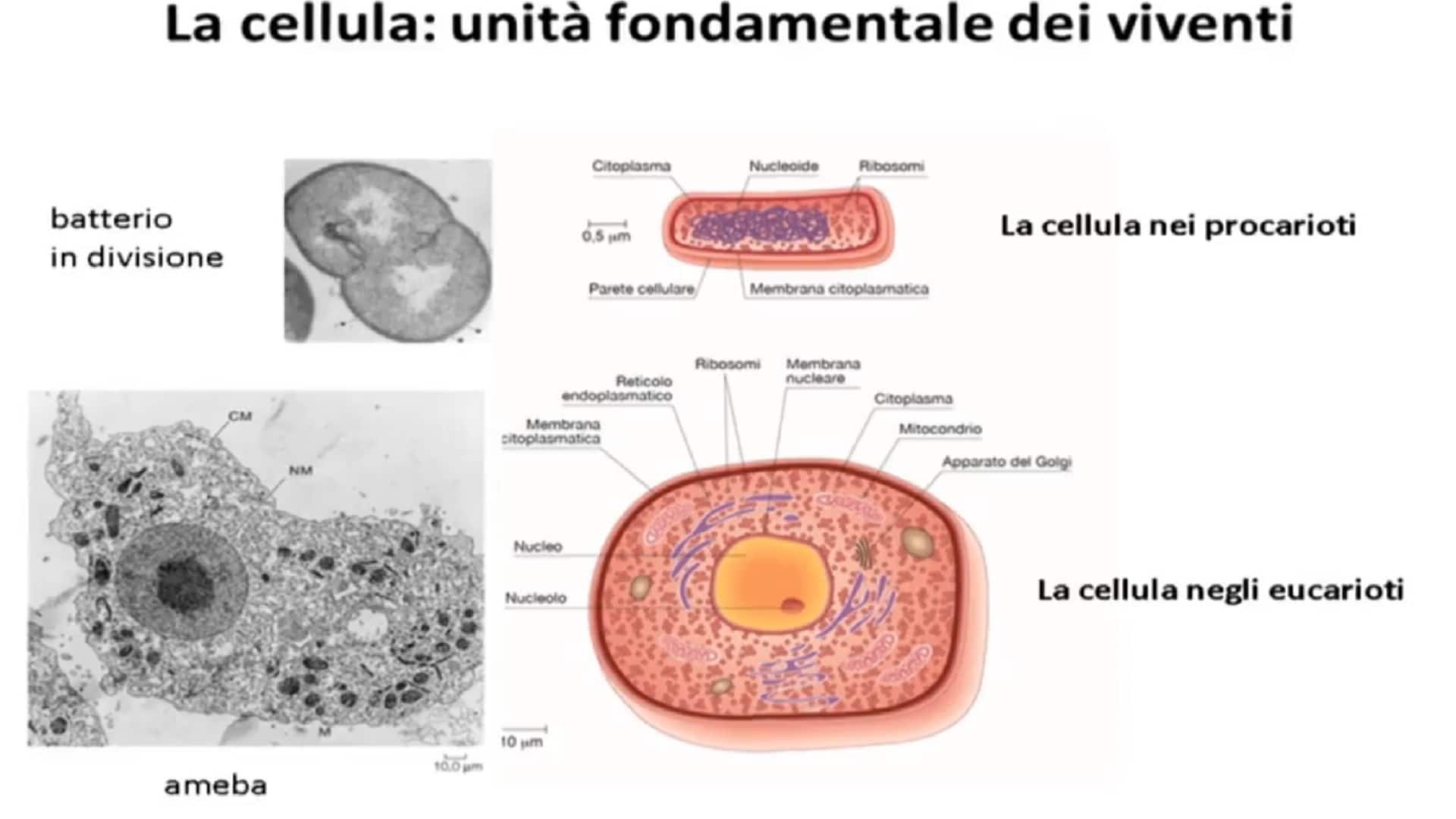 Organismi e microrganismi viventi. Parte 1 | Rai Cultura