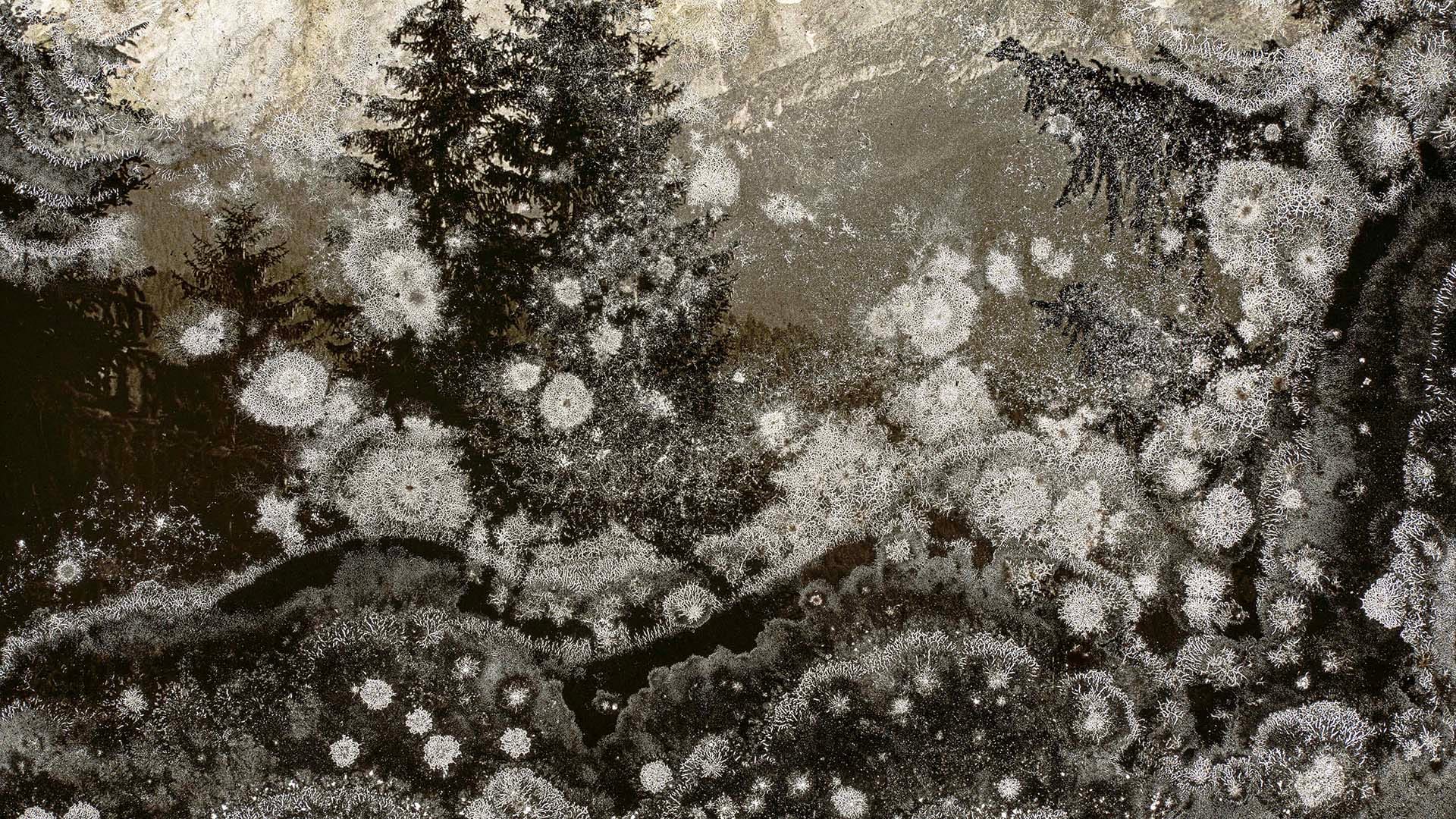 Cultura di polvere - Joan Fontcuberta | Arte | Rai Cultura