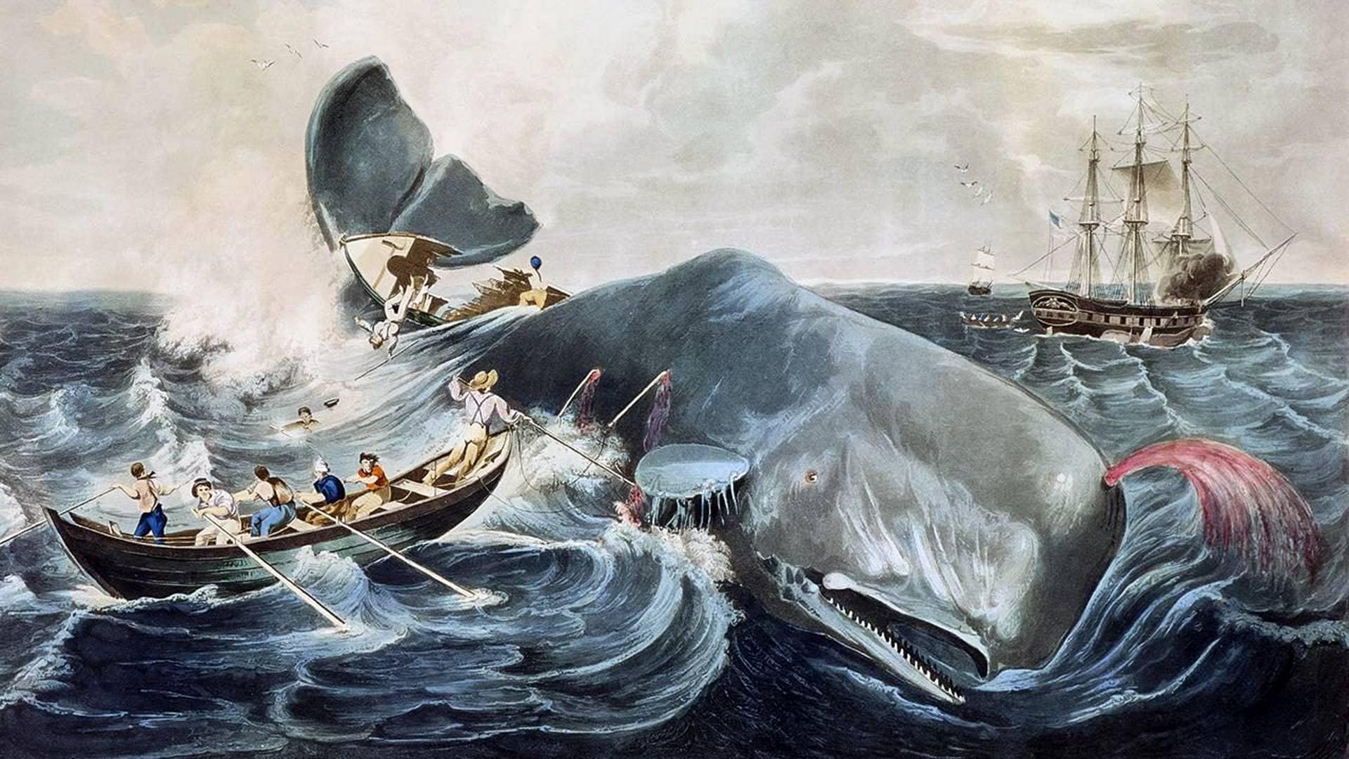Daniele Fior, Moby Dick o la balena | Letteratura | Rai Cultura
